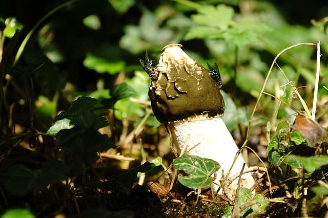 At What Temperature Does Mycelium Grow Best? (Solved & Explained ...